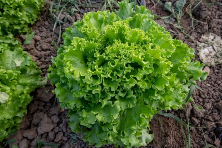 10 Escarole Substitutes You May Already Have at Home - Kitchenous